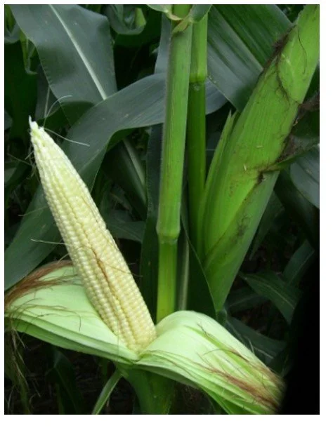Corn Pollination Quick Facts | Unified Ag Solutions