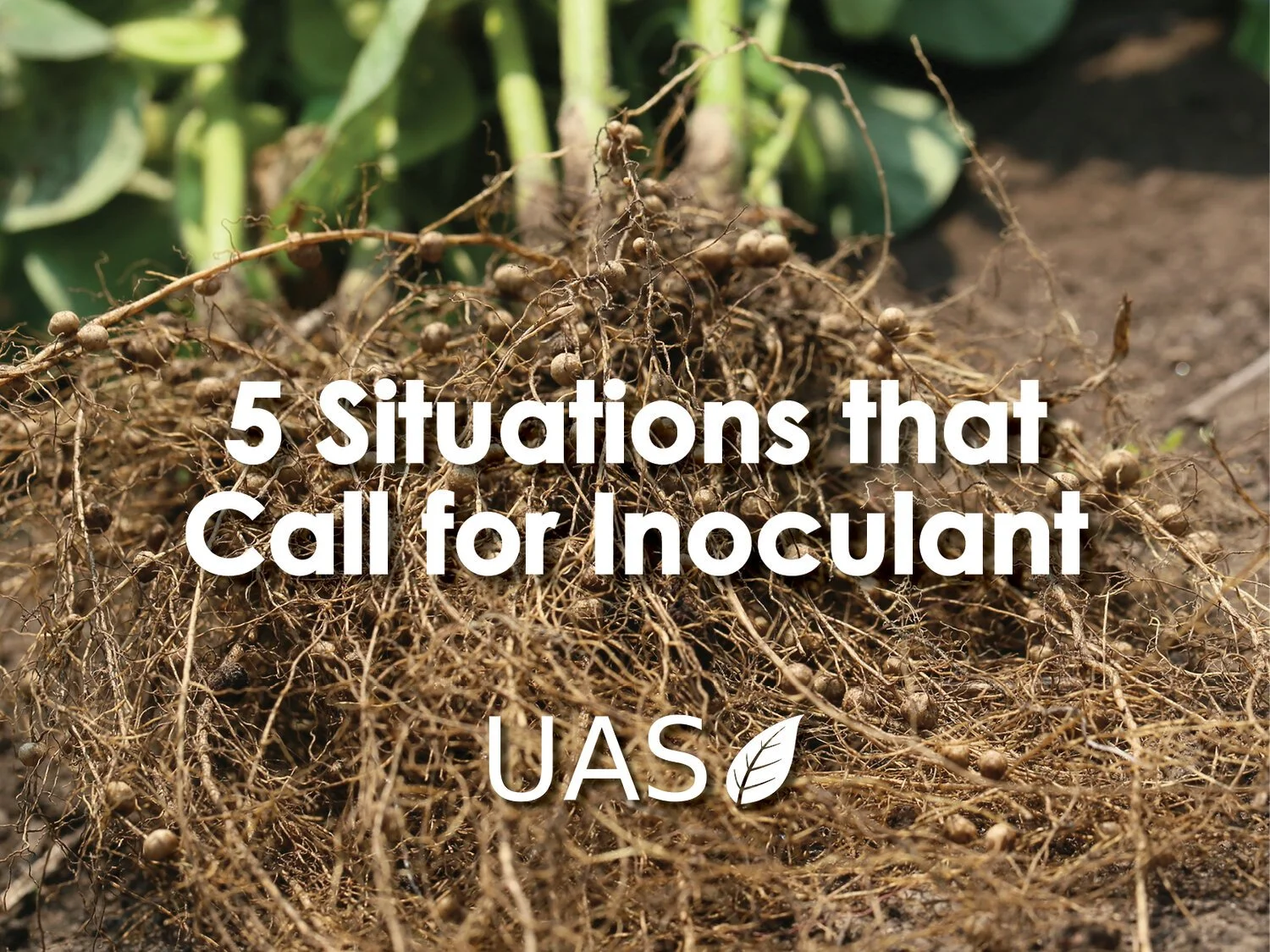 Soybean Inoculants | Unified Ag Solutions
