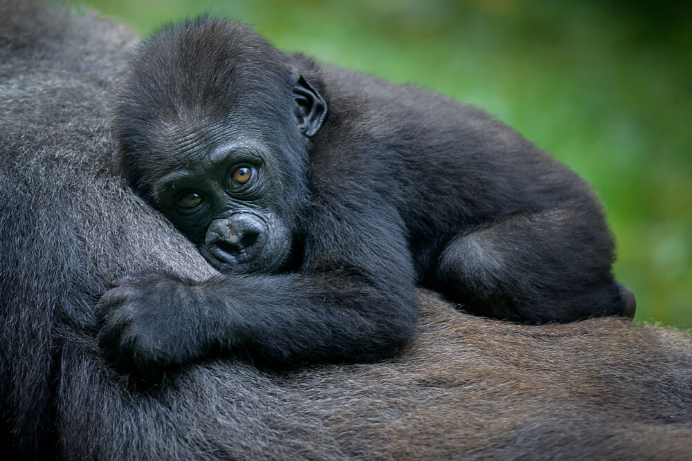 Mountain Gorilla Facts