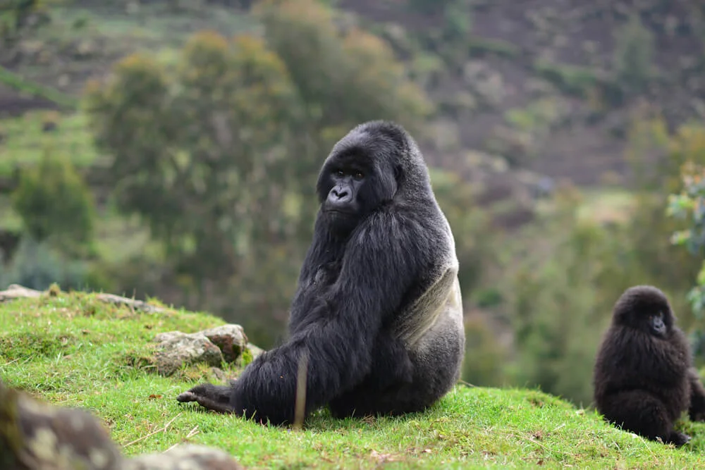 Mountain Gorilla Facts