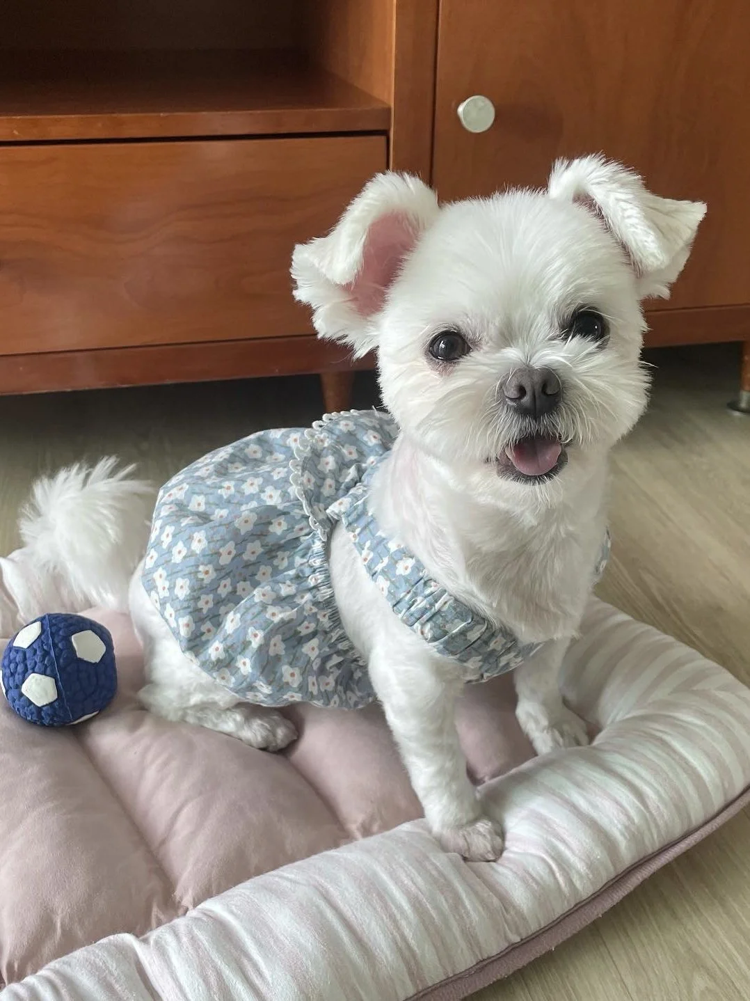 JOEY & BAILEY FOUNDATION