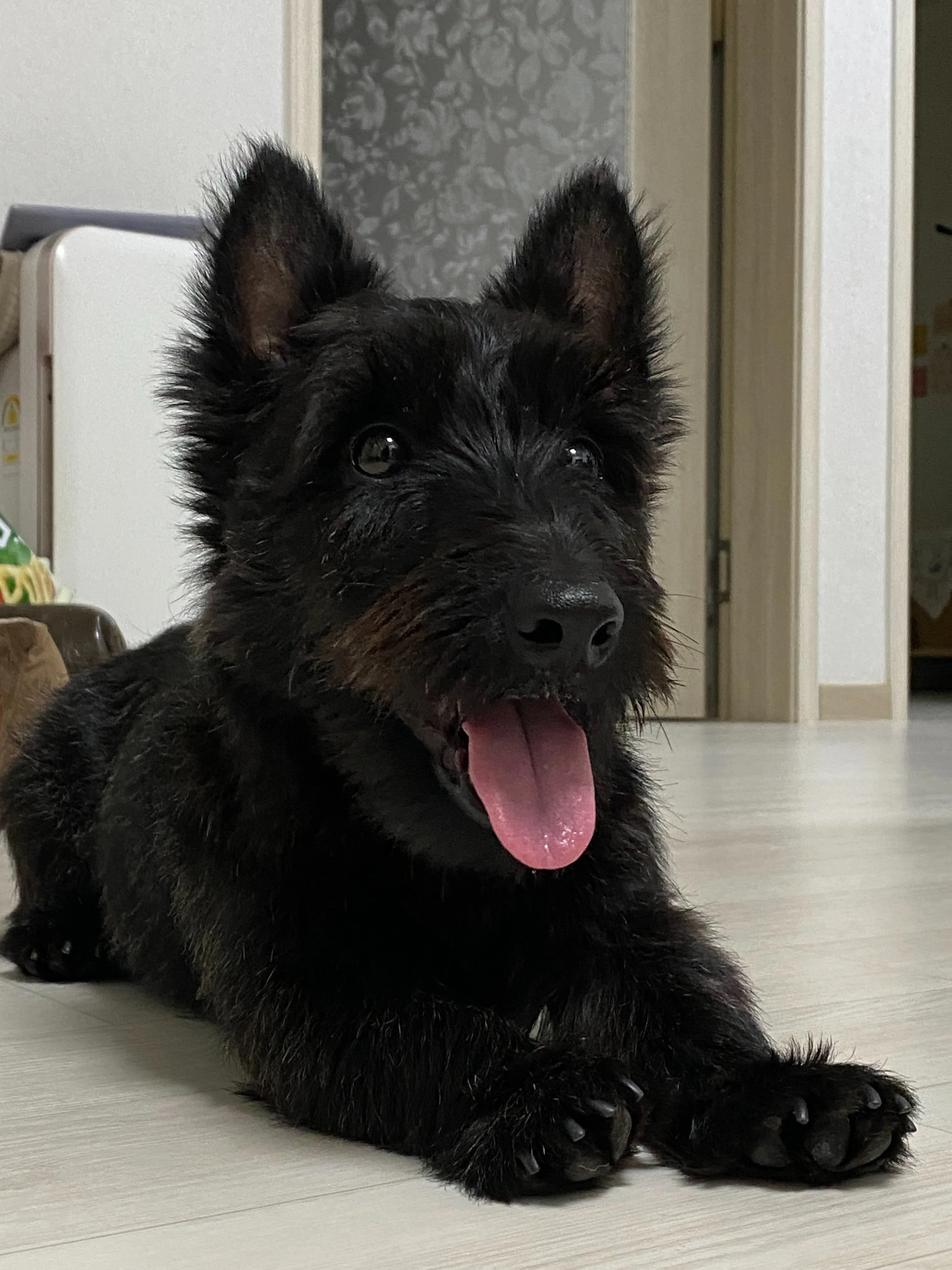 JOEY & BAILEY FOUNDATION