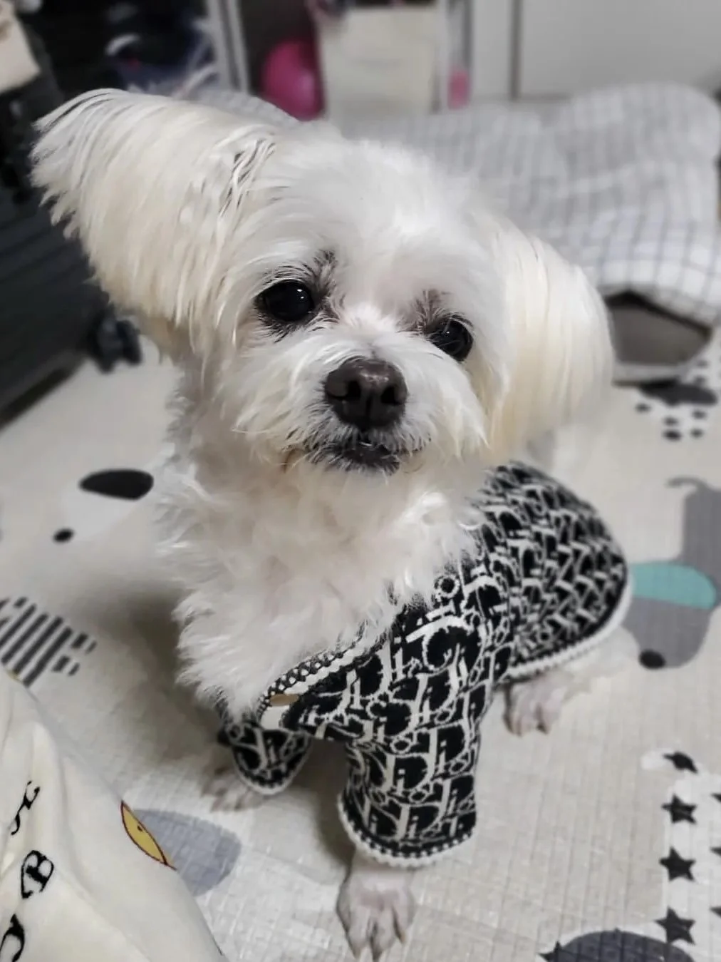 JOEY & BAILEY FOUNDATION