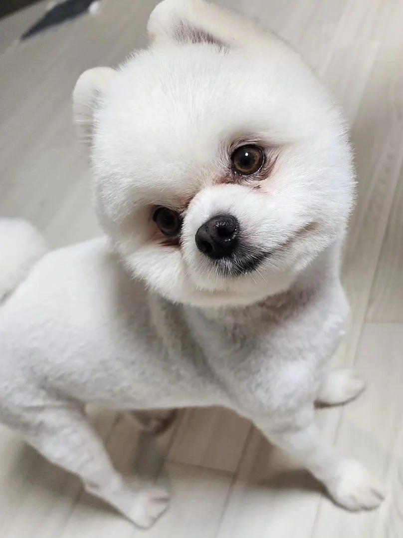 JOEY & BAILEY FOUNDATION