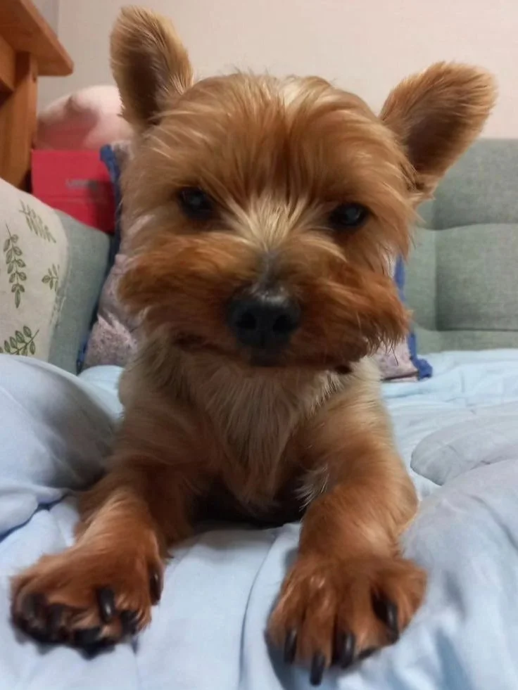 JOEY & BAILEY FOUNDATION