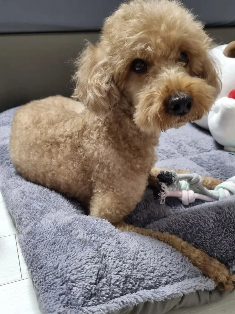 JOEY & BAILEY FOUNDATION