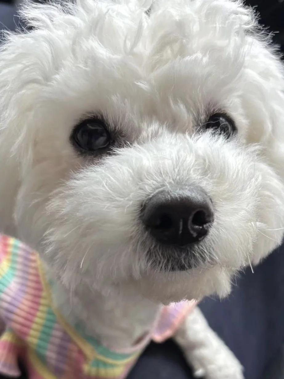 JOEY & BAILEY FOUNDATION