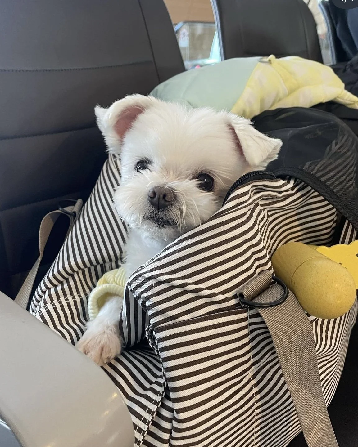 JOEY & BAILEY FOUNDATION