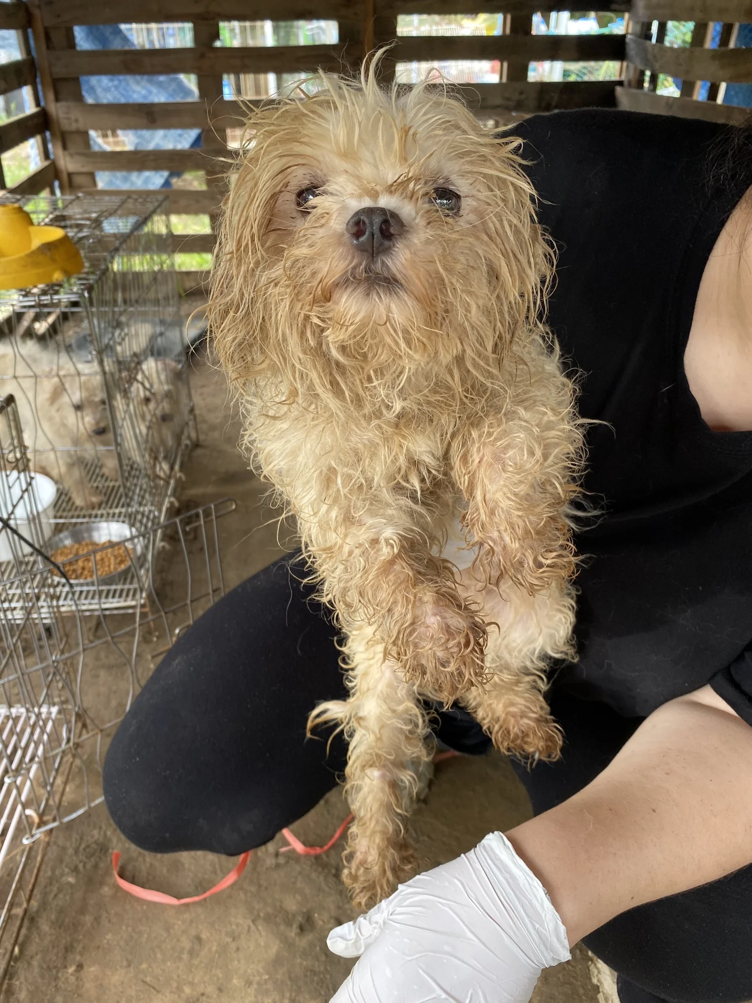 JOEY & BAILEY FOUNDATION