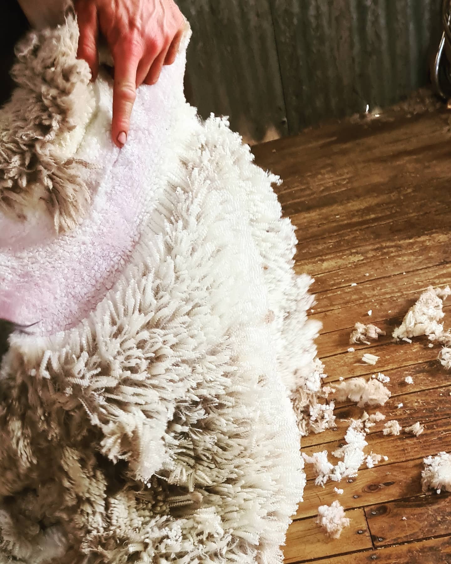 Baderloo Poll Merinos