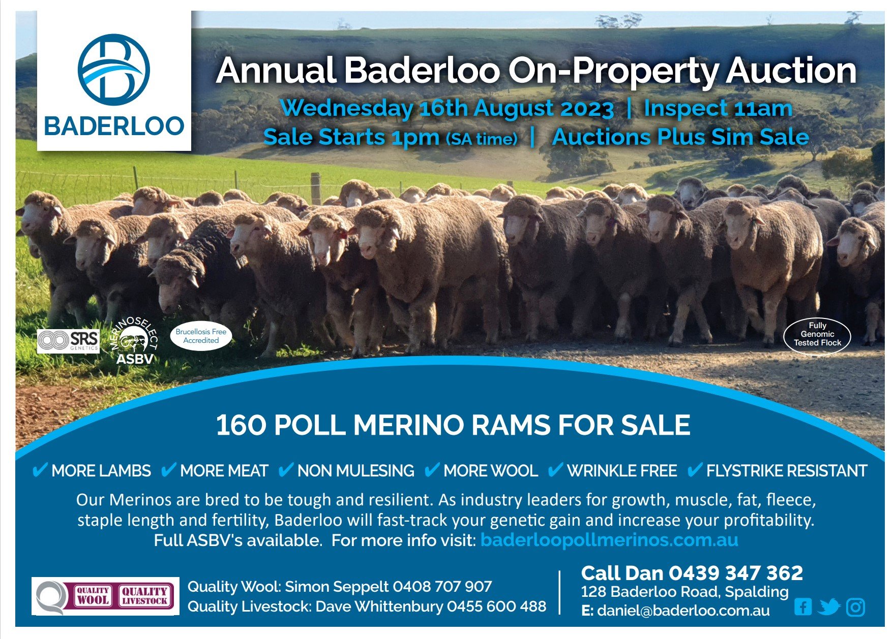Baderloo Poll Merinos