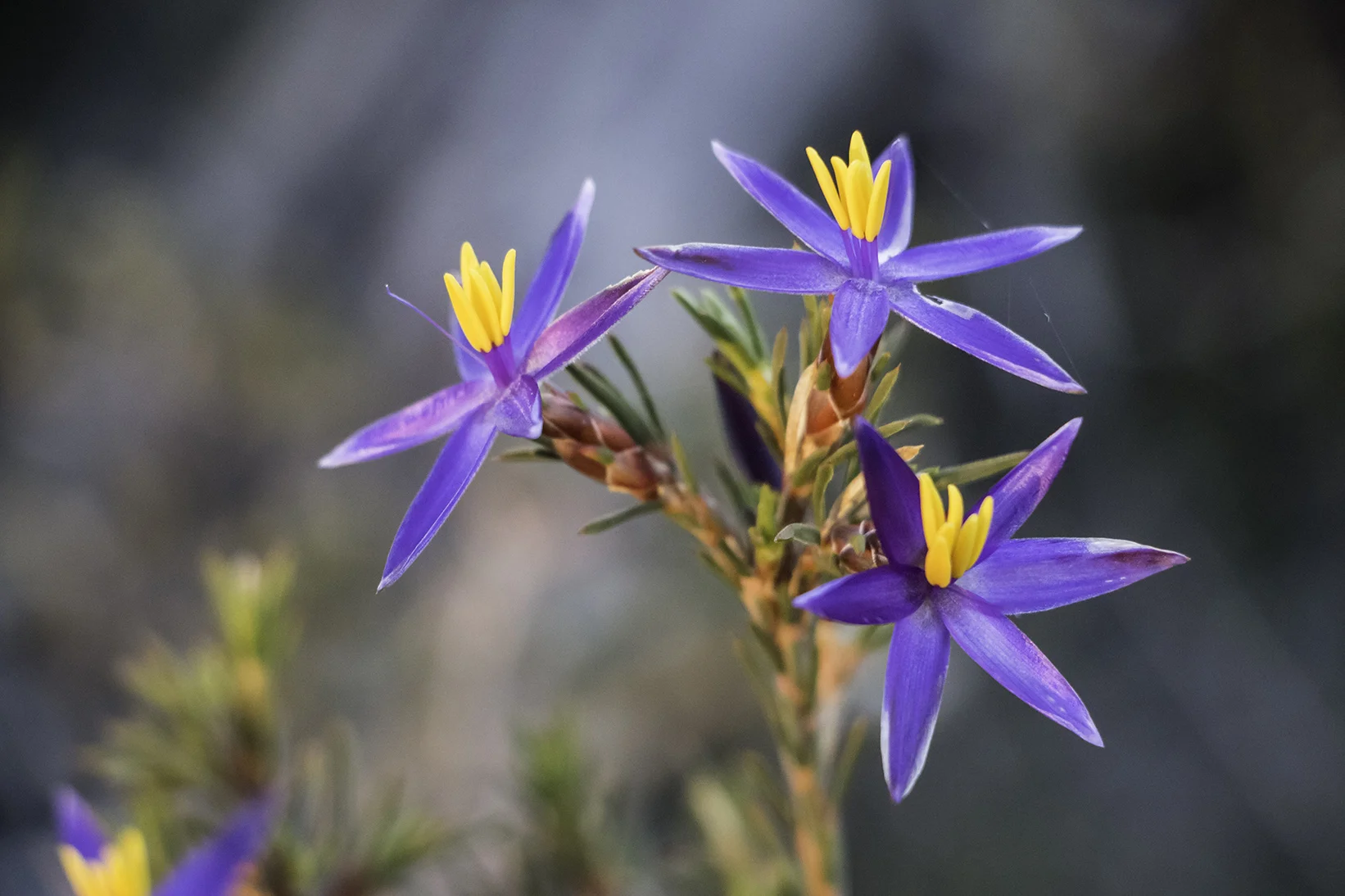 Fitzgerald Biosphere Group