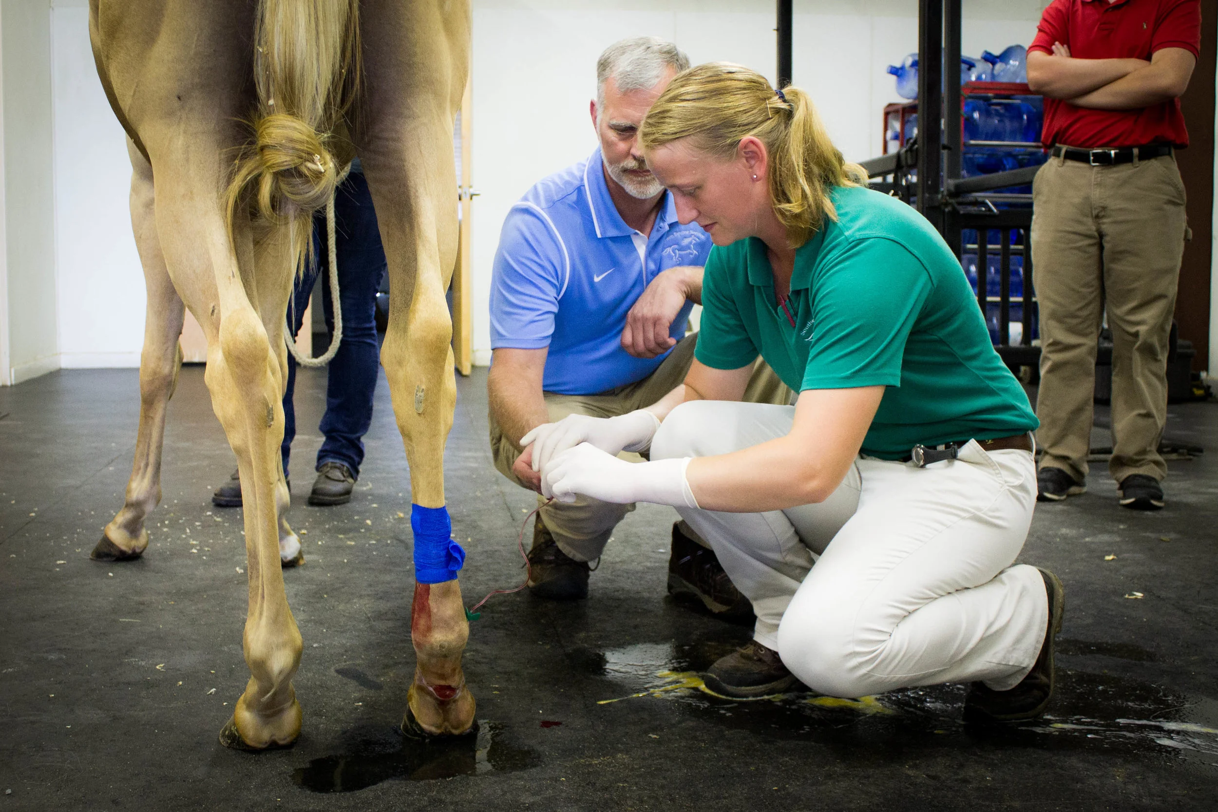 Intership/Externship — SOUTHERN EQUINE SERVICE