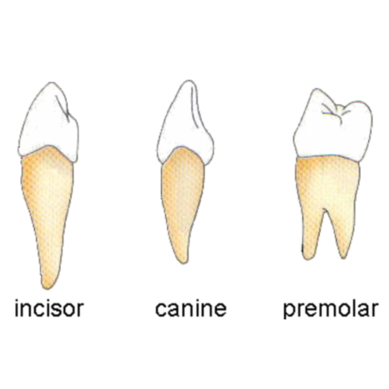 Dental ABC — Elite Care Dental