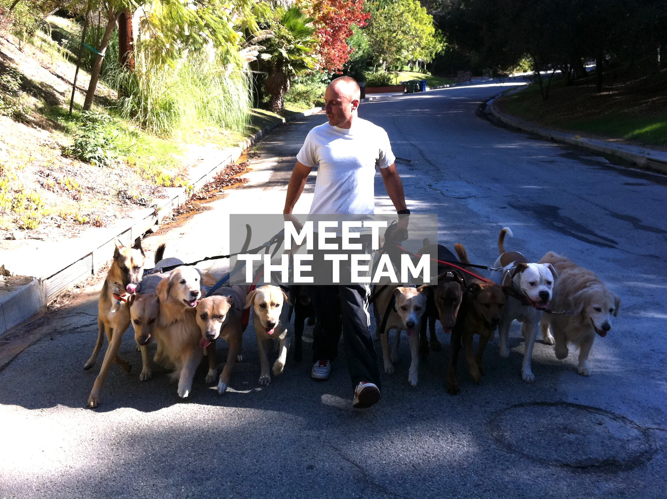 The Good Dog | Training & Rehabilitation