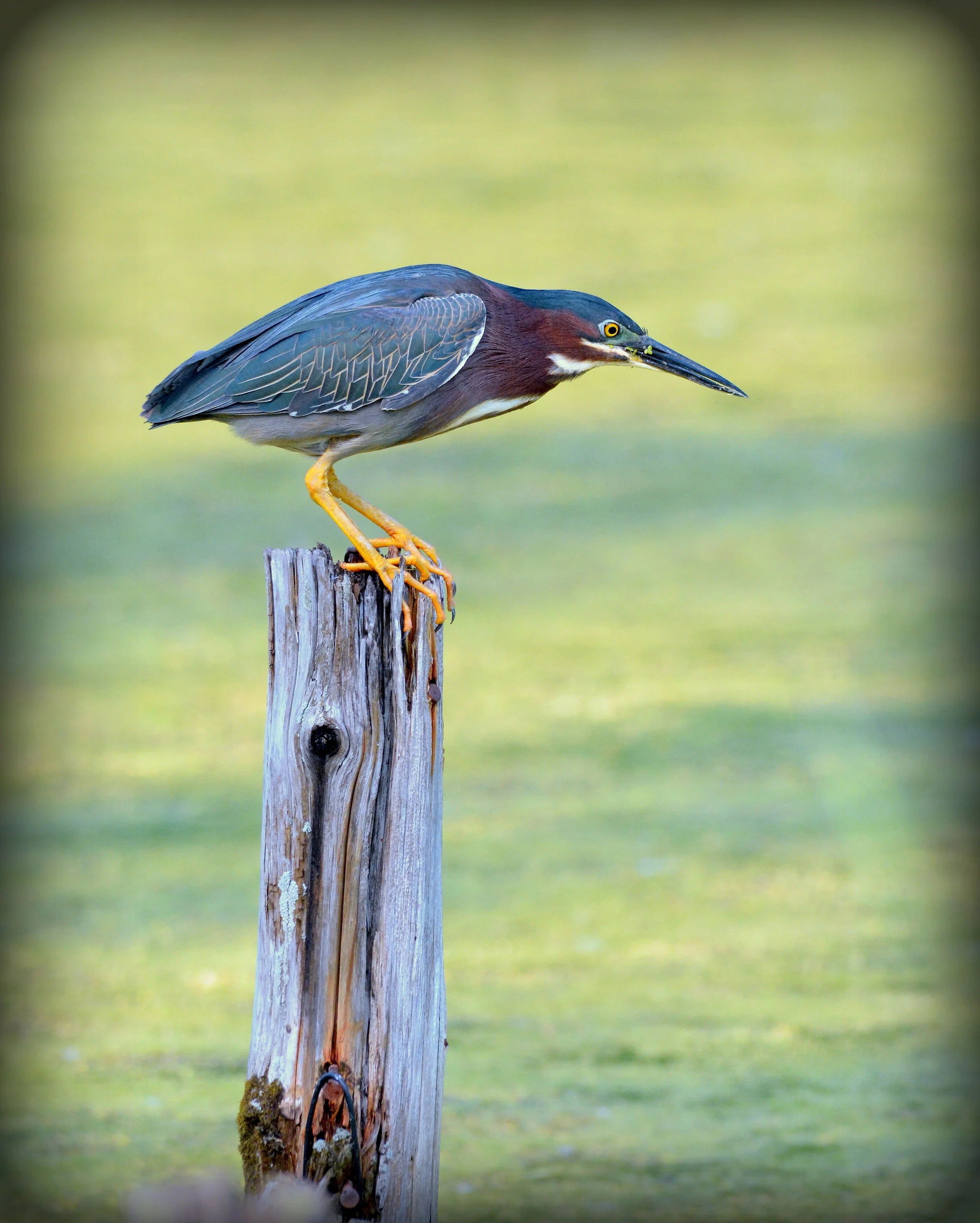 Great Swamp Conservancy