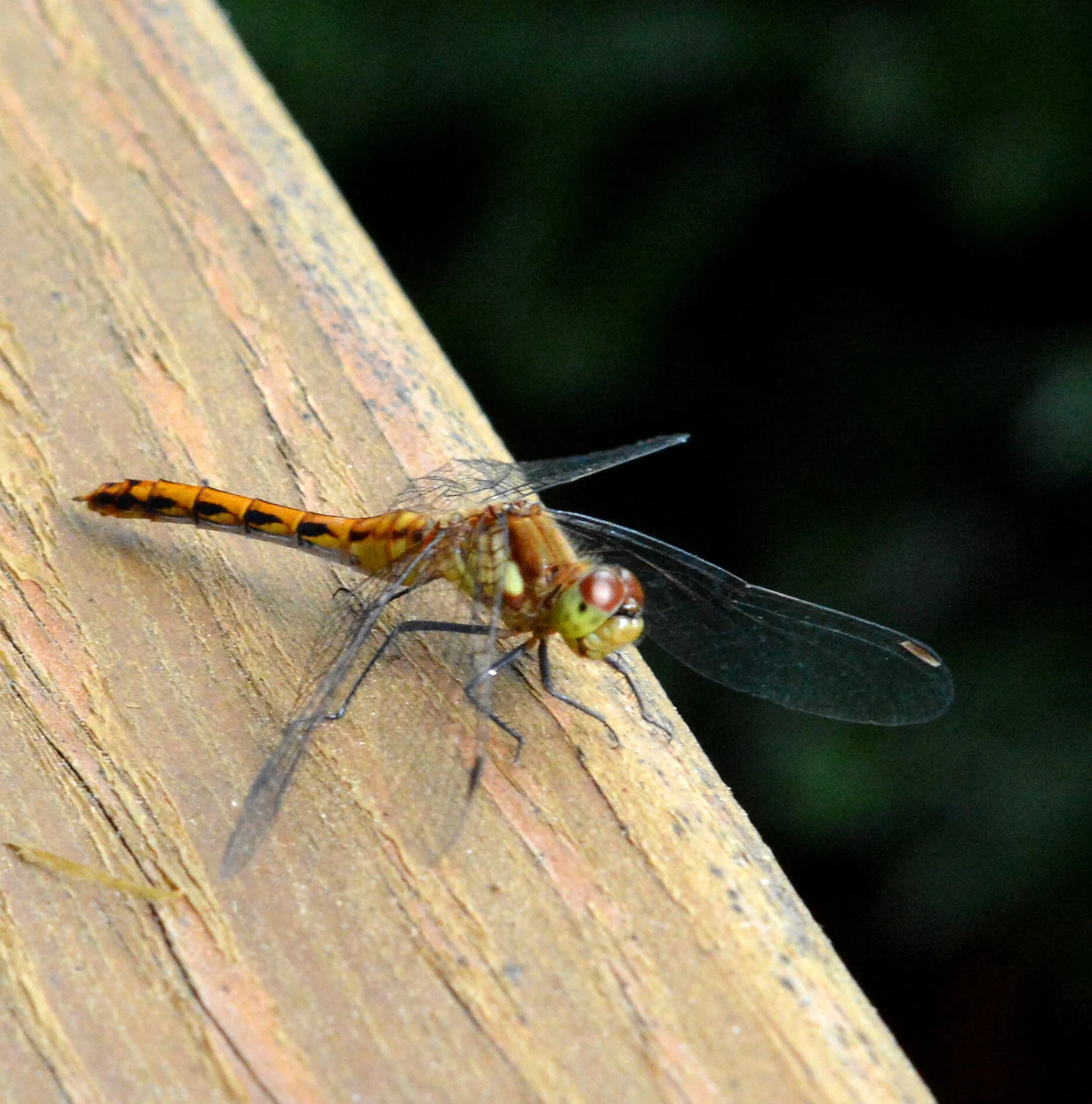 Camera Club — Great Swamp Conservancy