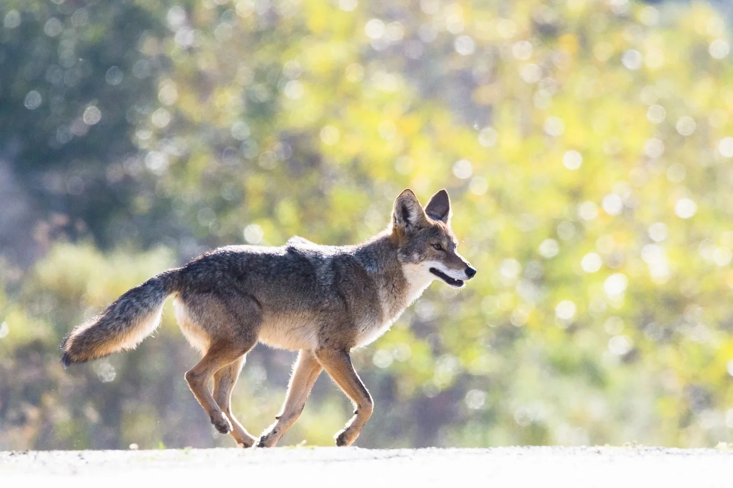 Images Of Coyotes Running