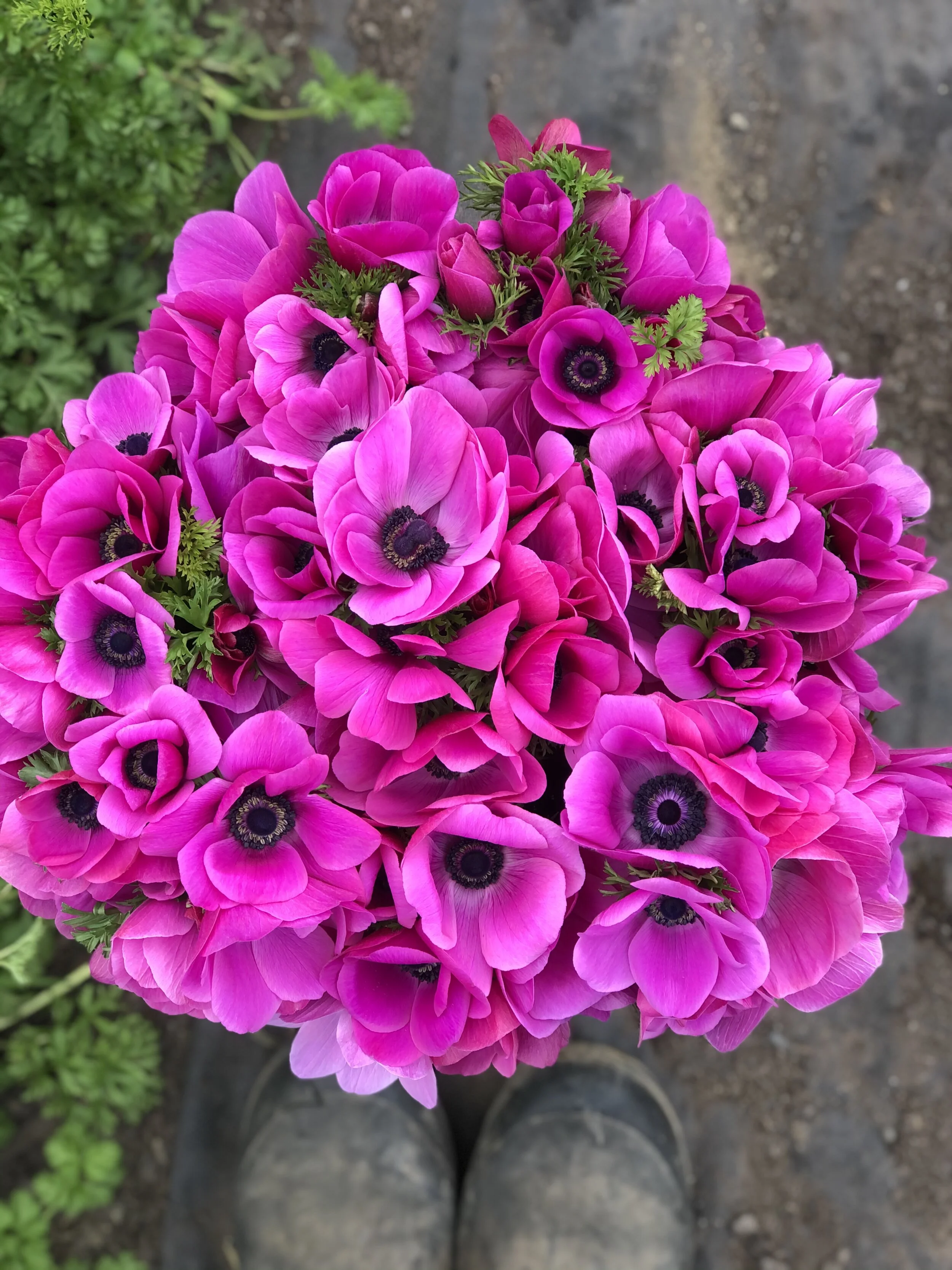 Pink Anemone Flower