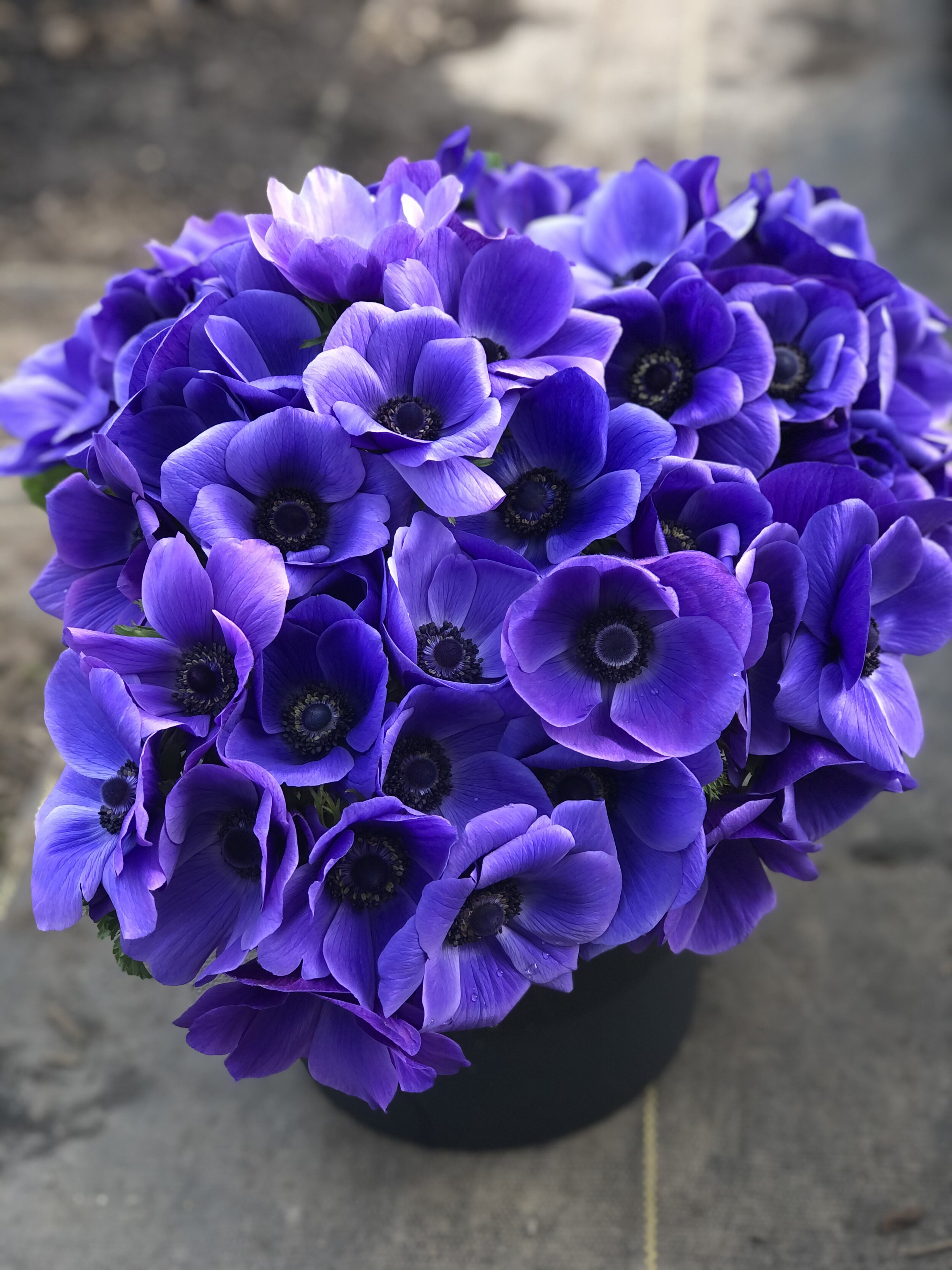Blue Anemone Bouquet