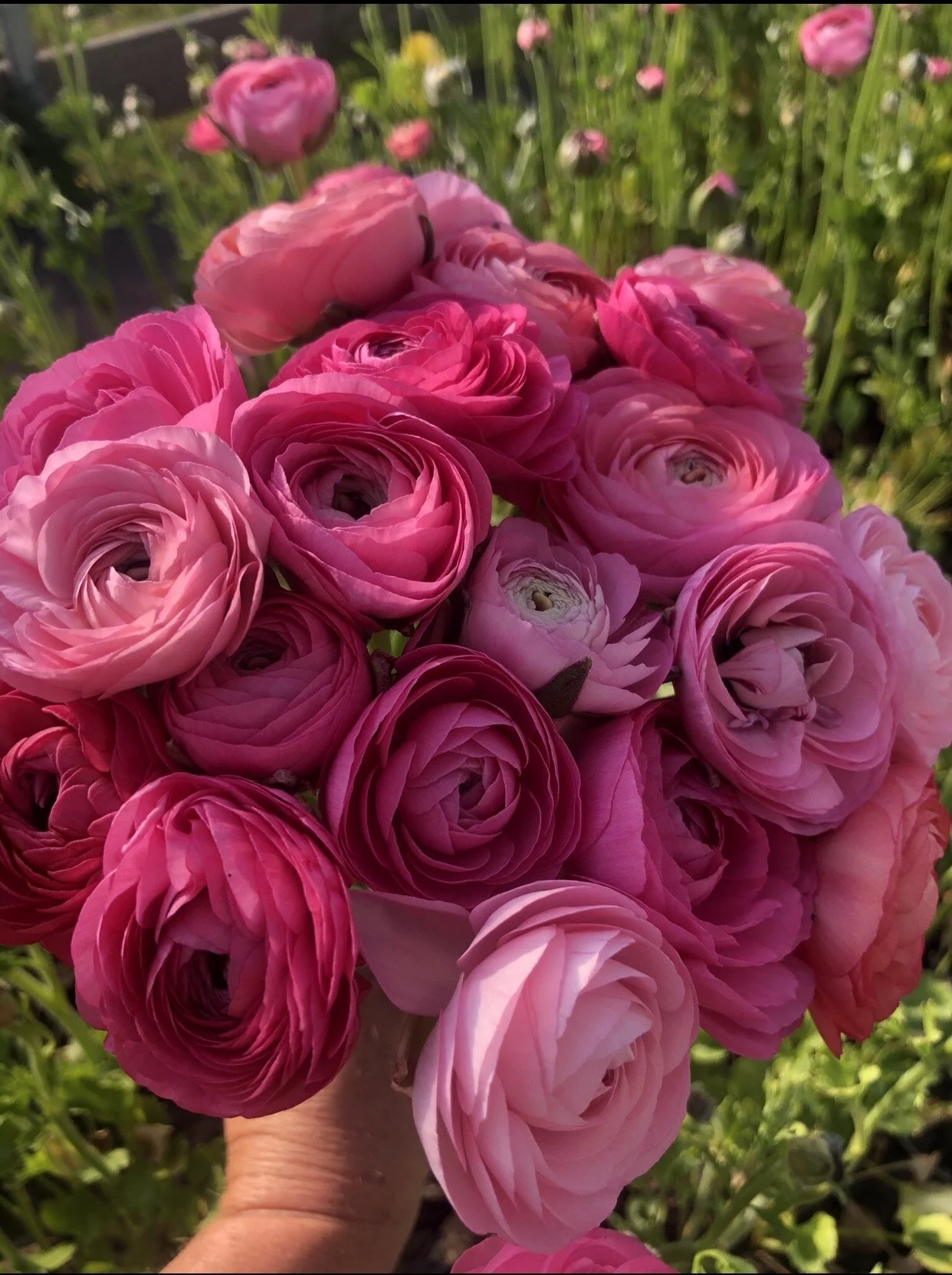 Ranunculus Rose — The Farmhouse Flower Farm