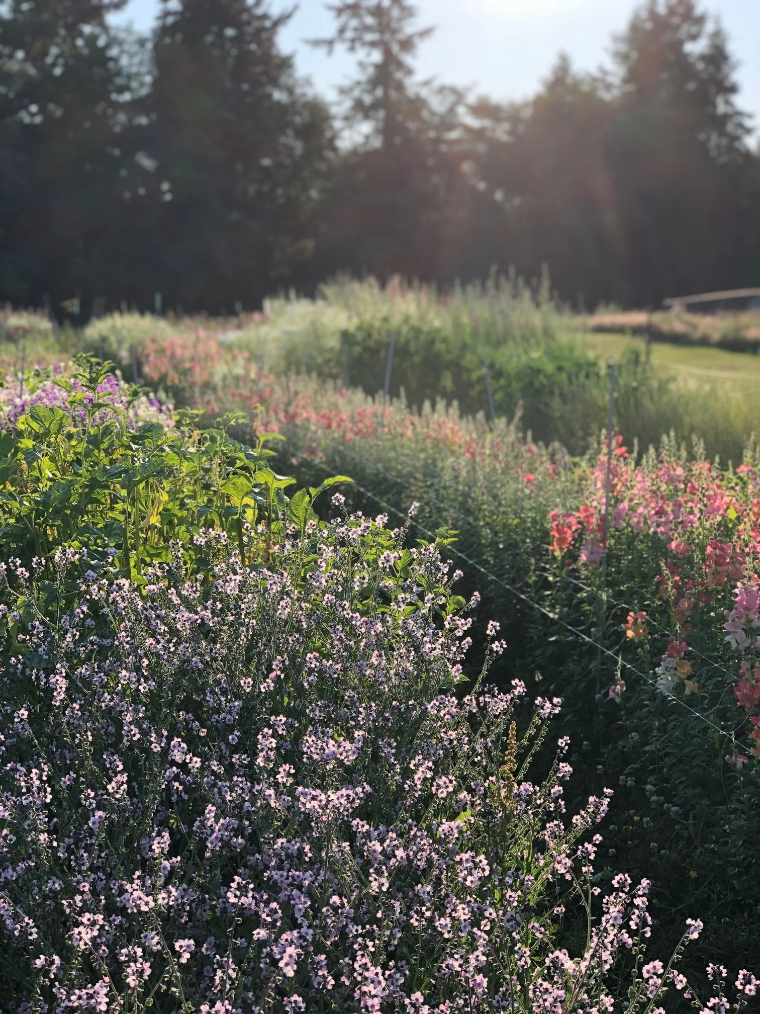 Chinese Forget Me Nots Mystic Pink The Farmhouse Flower Farm chinese-forget-me-nots-mystic-pink-the-farmhouse-flower-farm