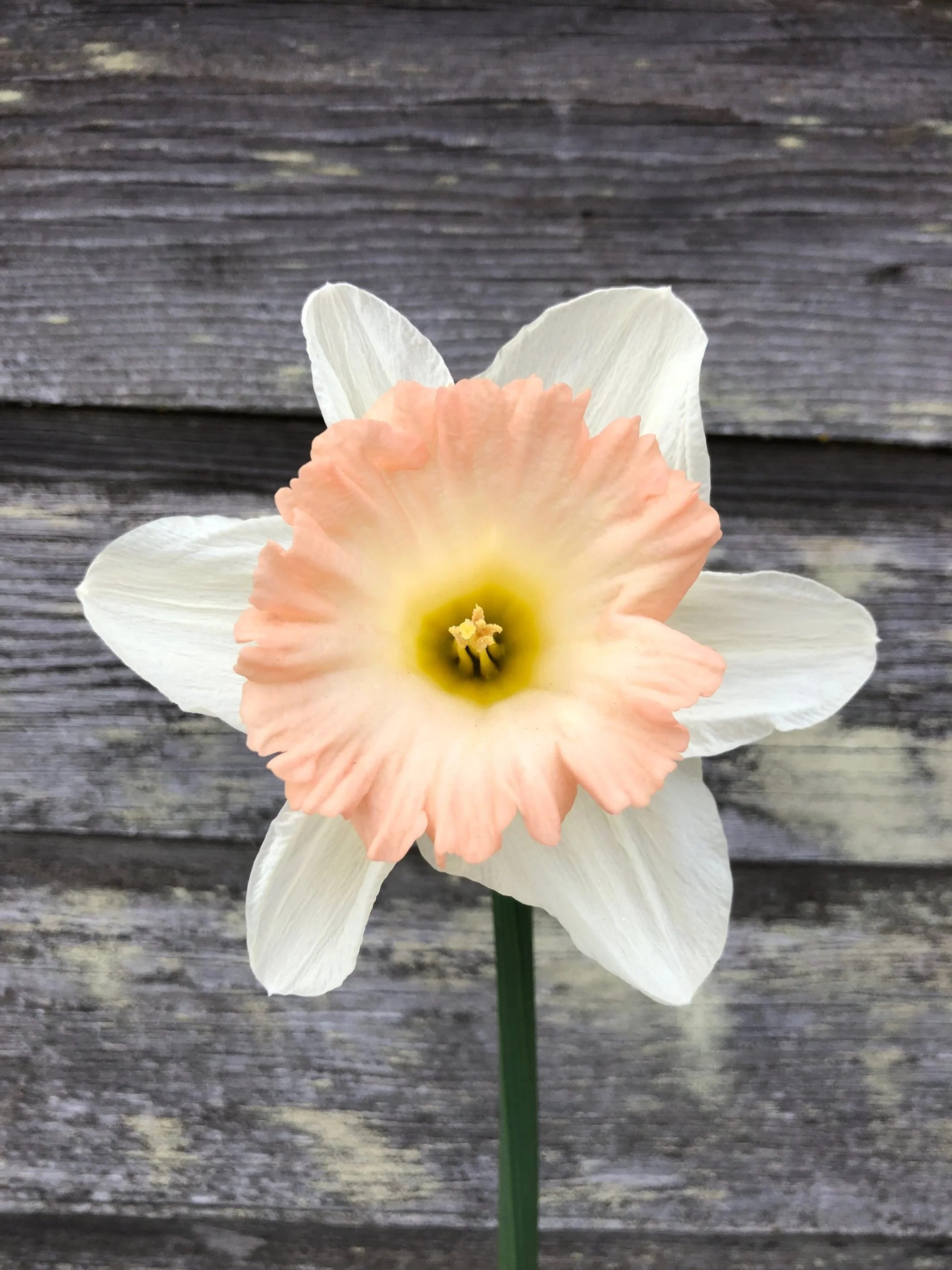 Pink Narcissus Flower