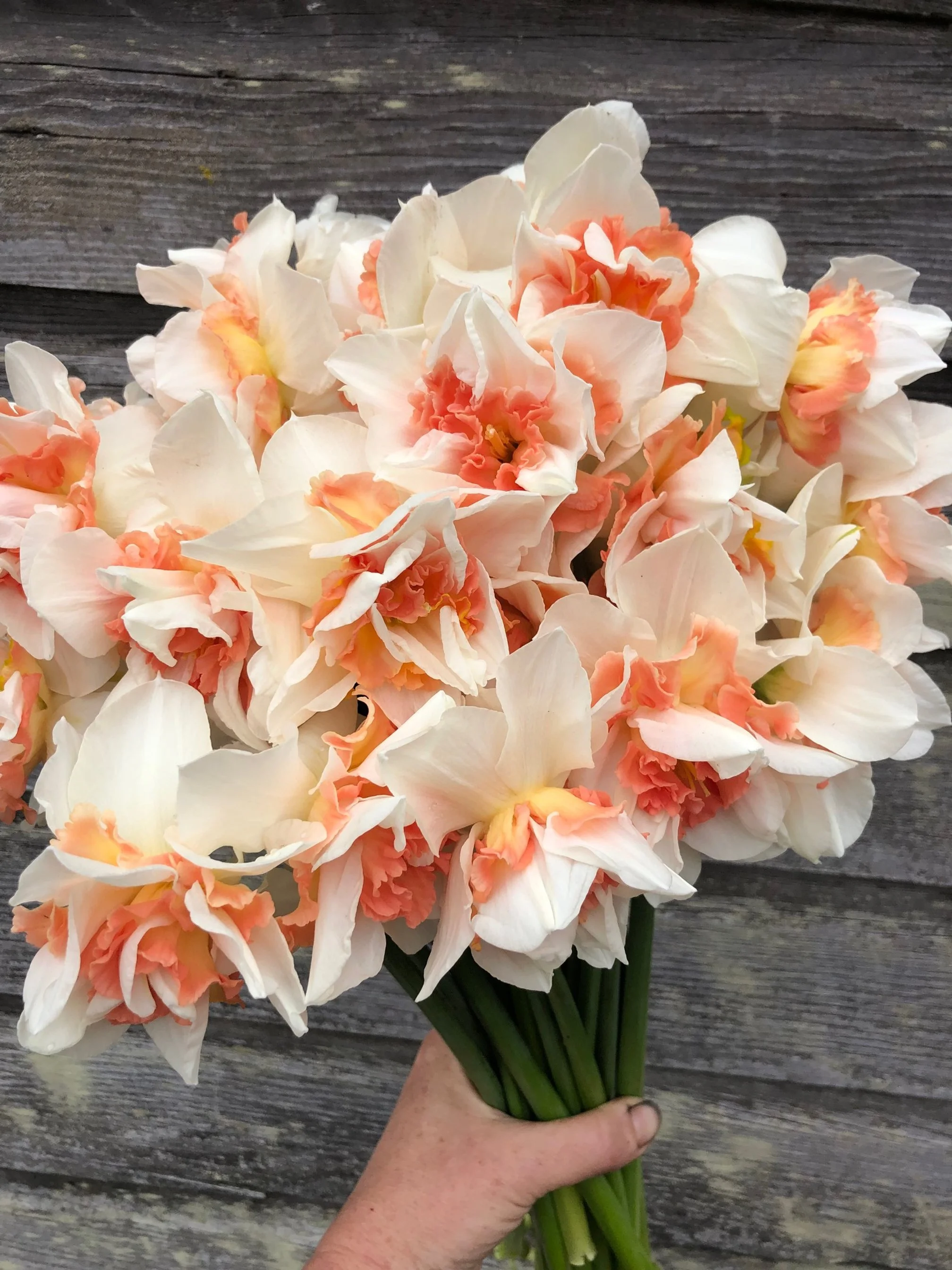 Pink Daffodil Bouquet