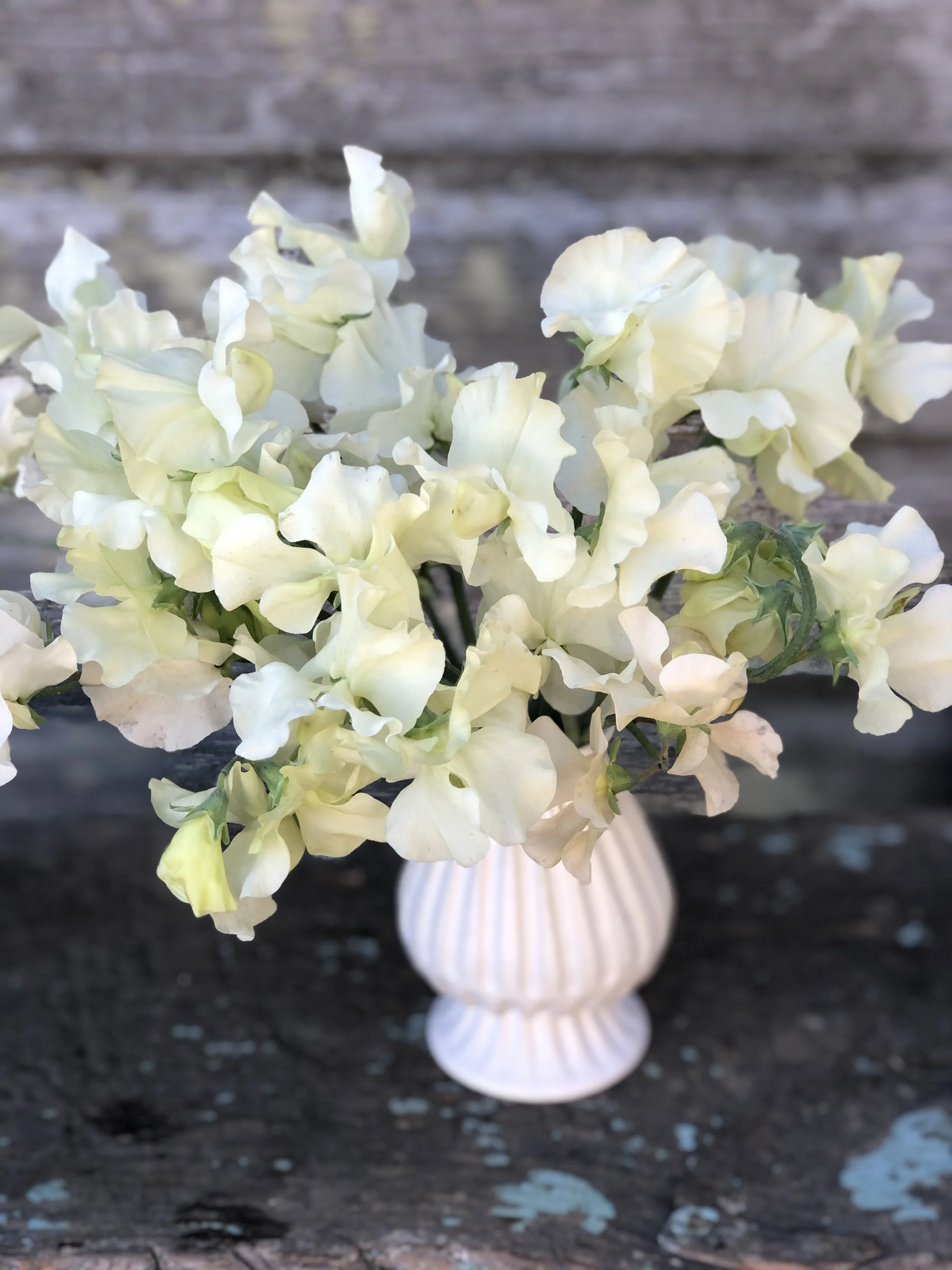 White Sweet Pea Flower