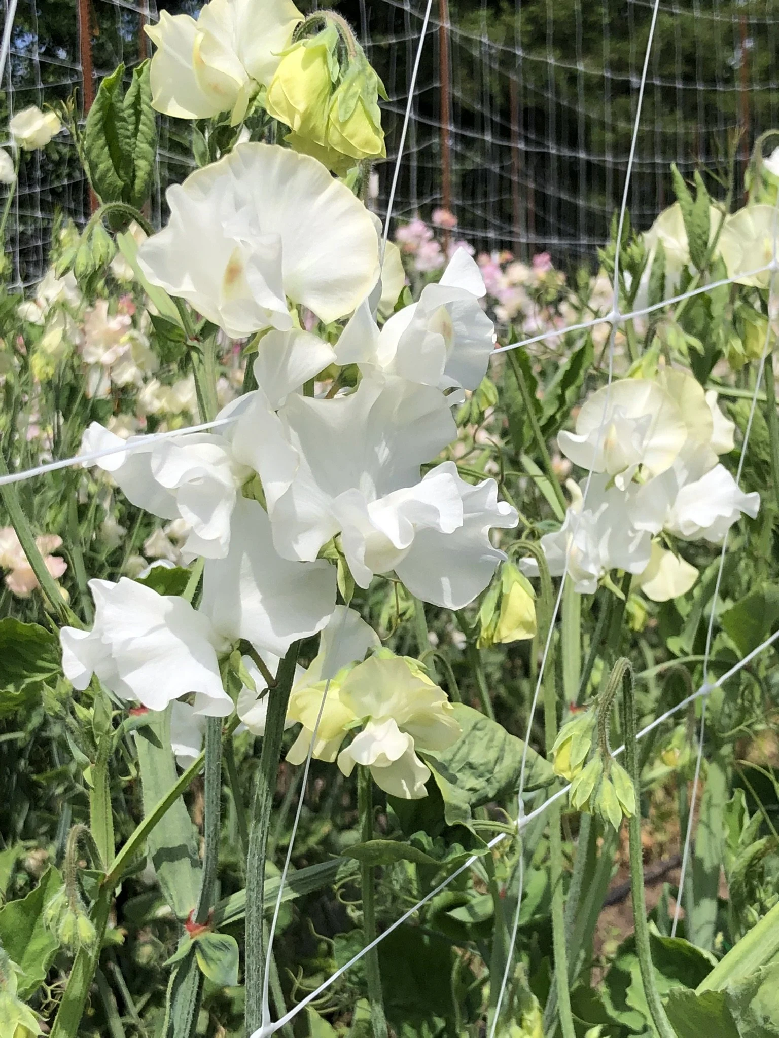 White Sweet Pea Flower