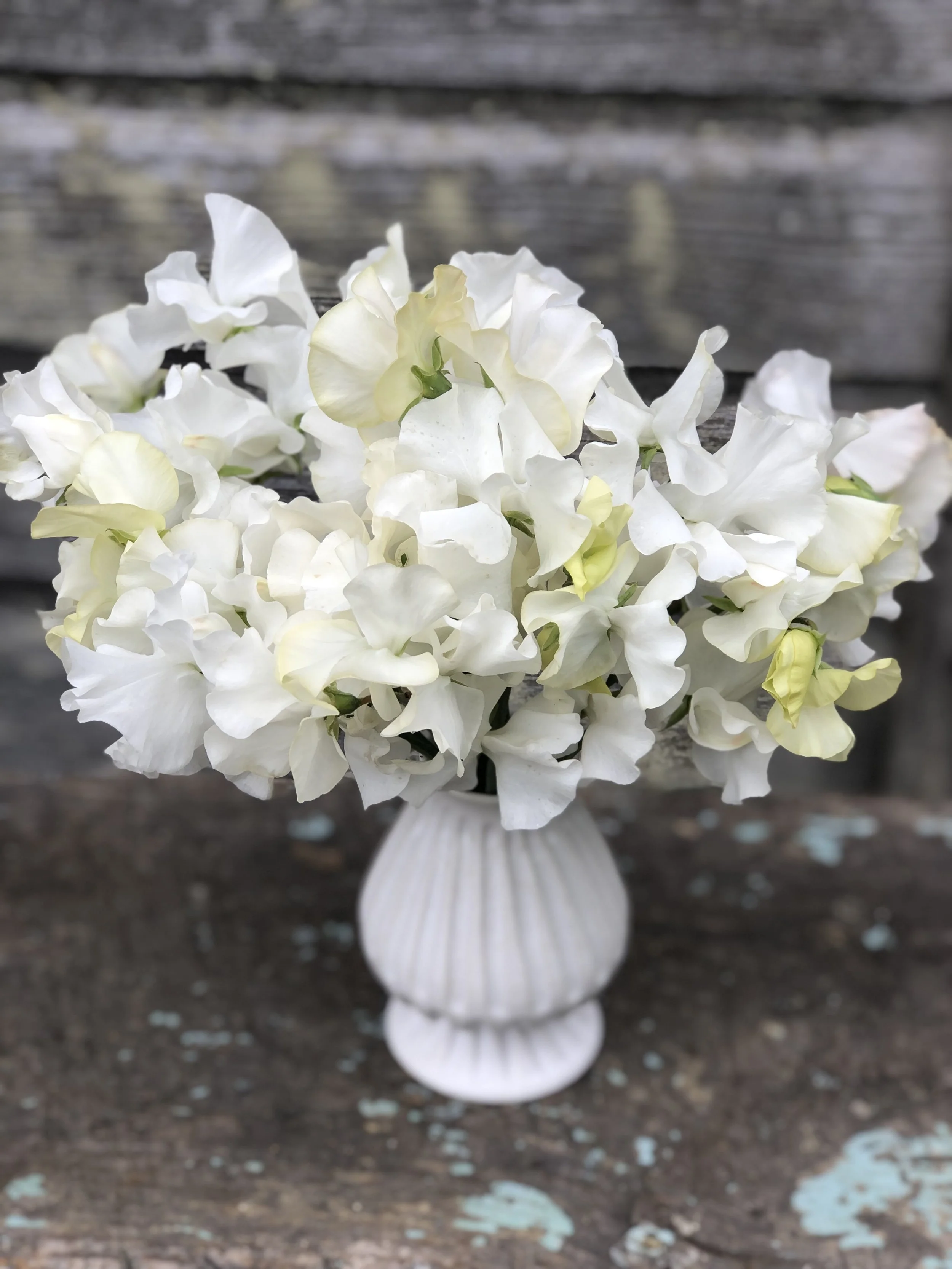 White Sweet Pea