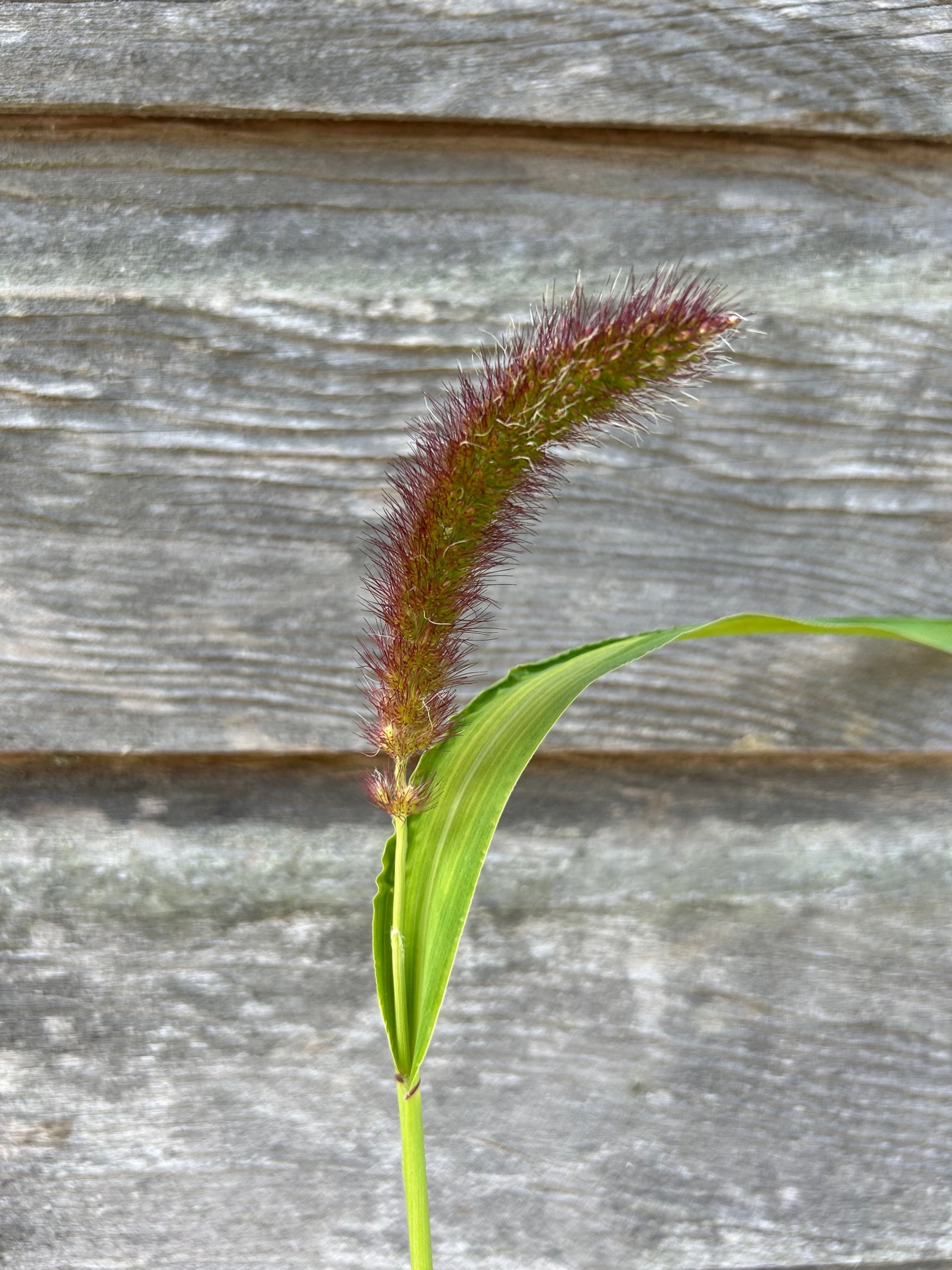 Red Foxtail Plant