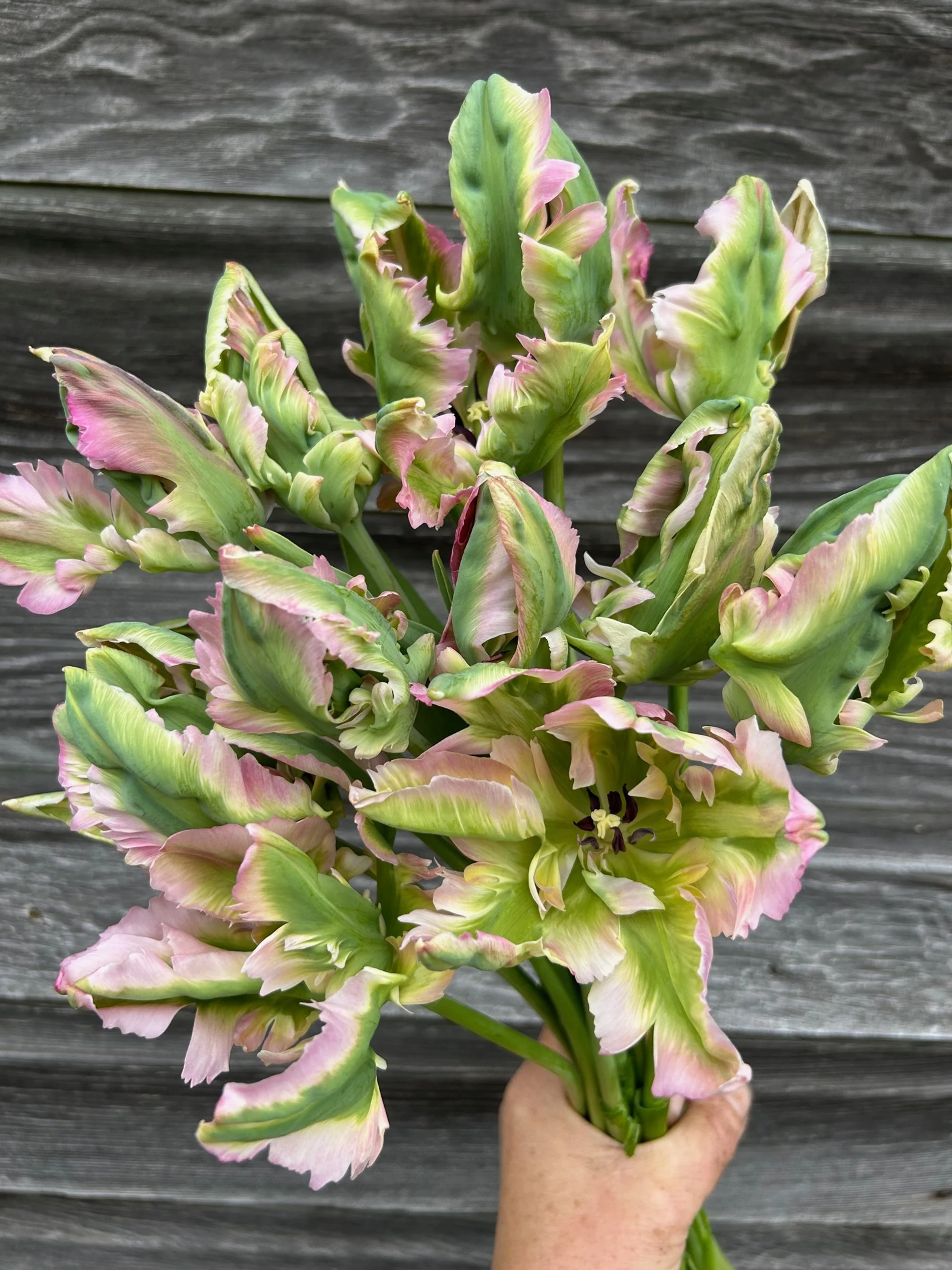 Green Tulip Flower
