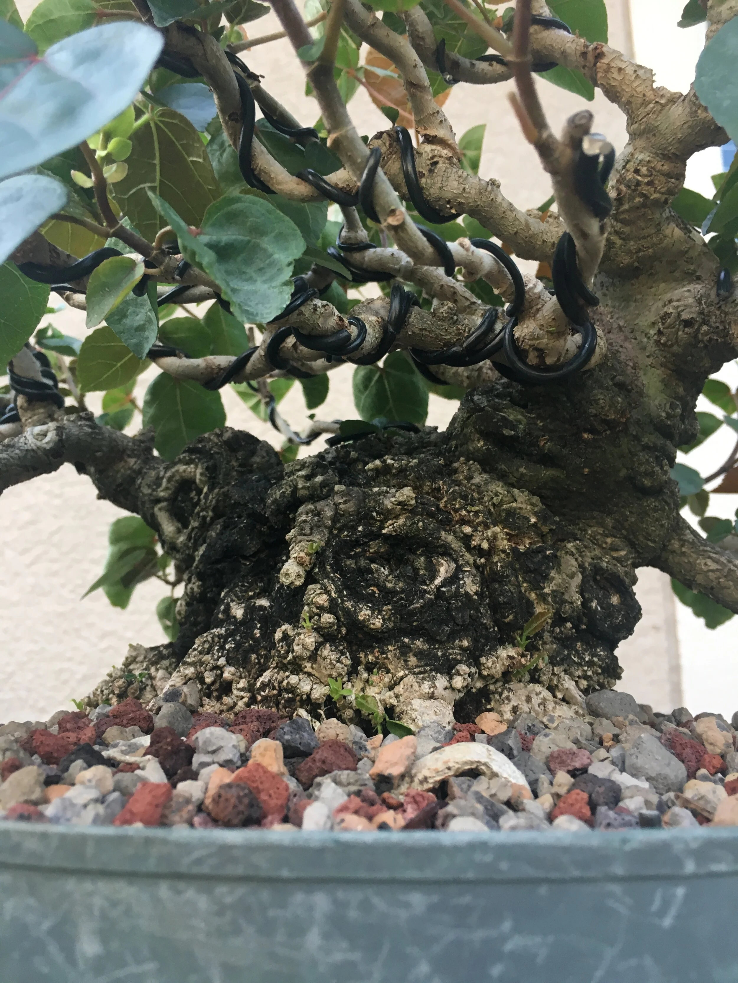 Episode #003 🌿Mike Lane — AMONG THE JUNGLE