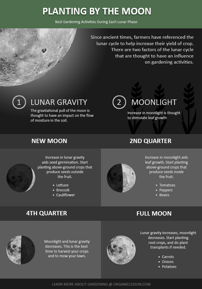 Episode #012 🌿Plant with the Moon — AMONG THE JUNGLE