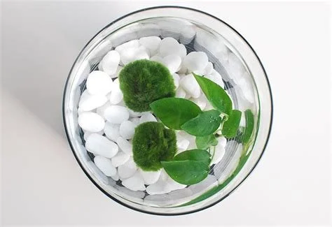 Caring for Marimo Balls — AMONG THE JUNGLE