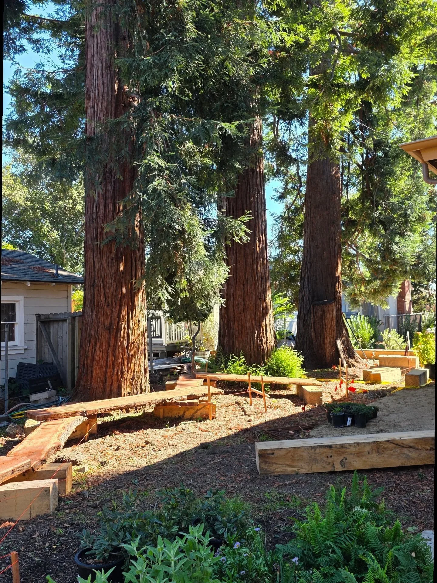 Wood Walkway — Bay Area Redwood