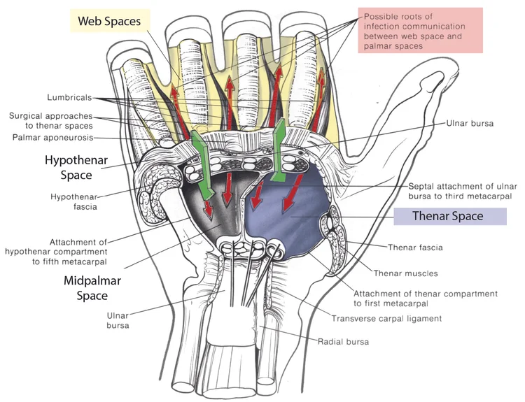 Hand Infections - Dr. Jonathan Lee Yi-Liang