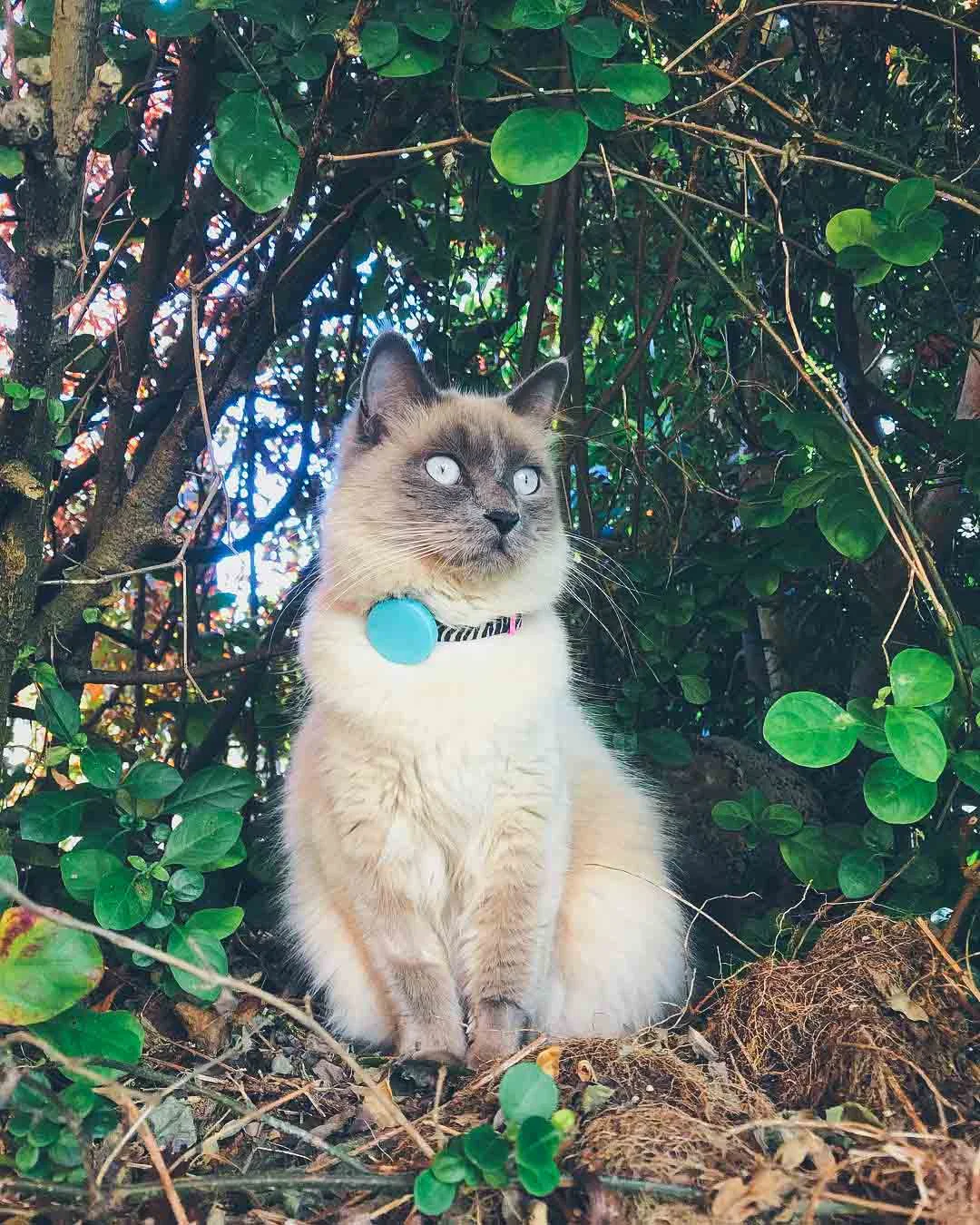 Cat radio tracker online