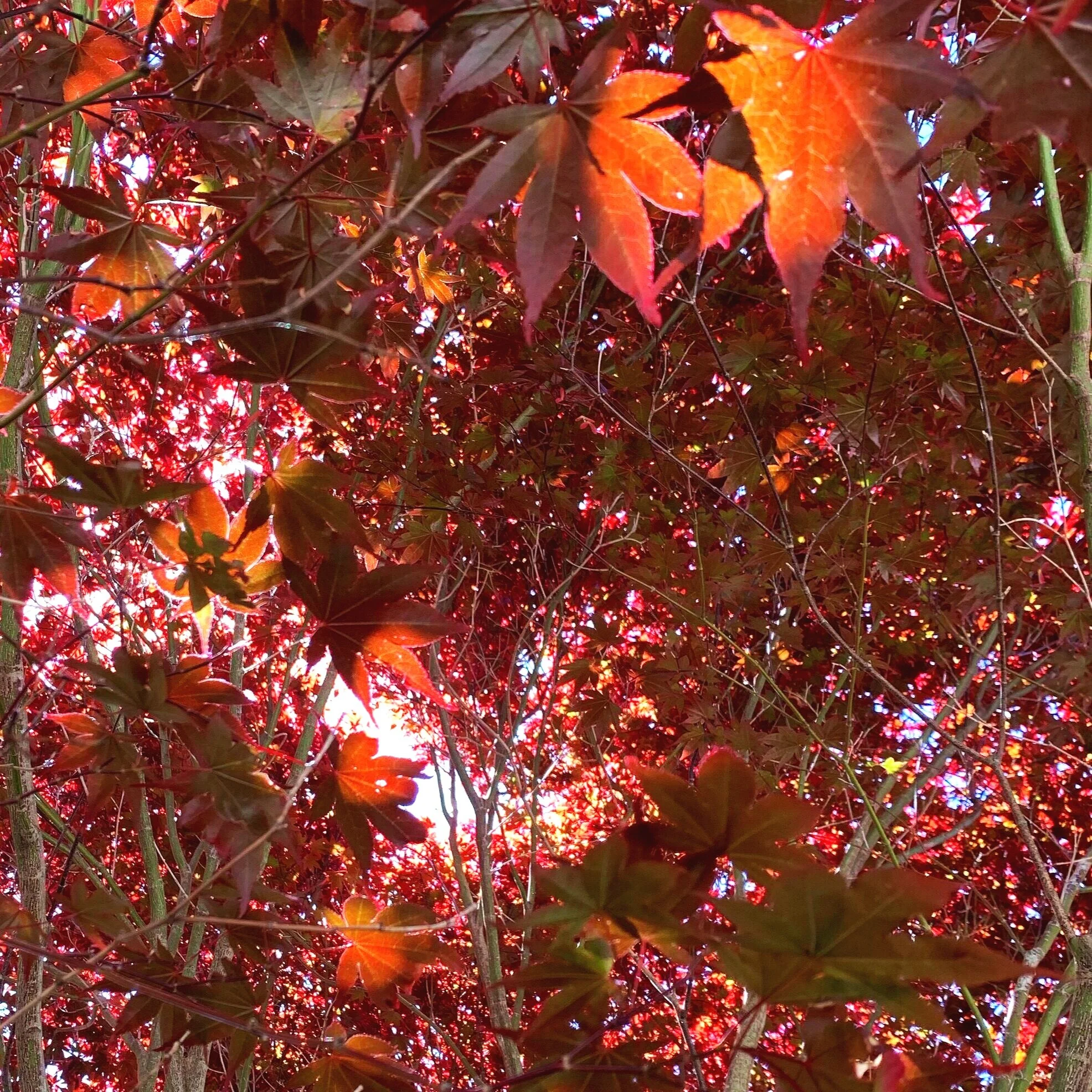 Clinical Services — R. Meredith Elkins, Ph.D.