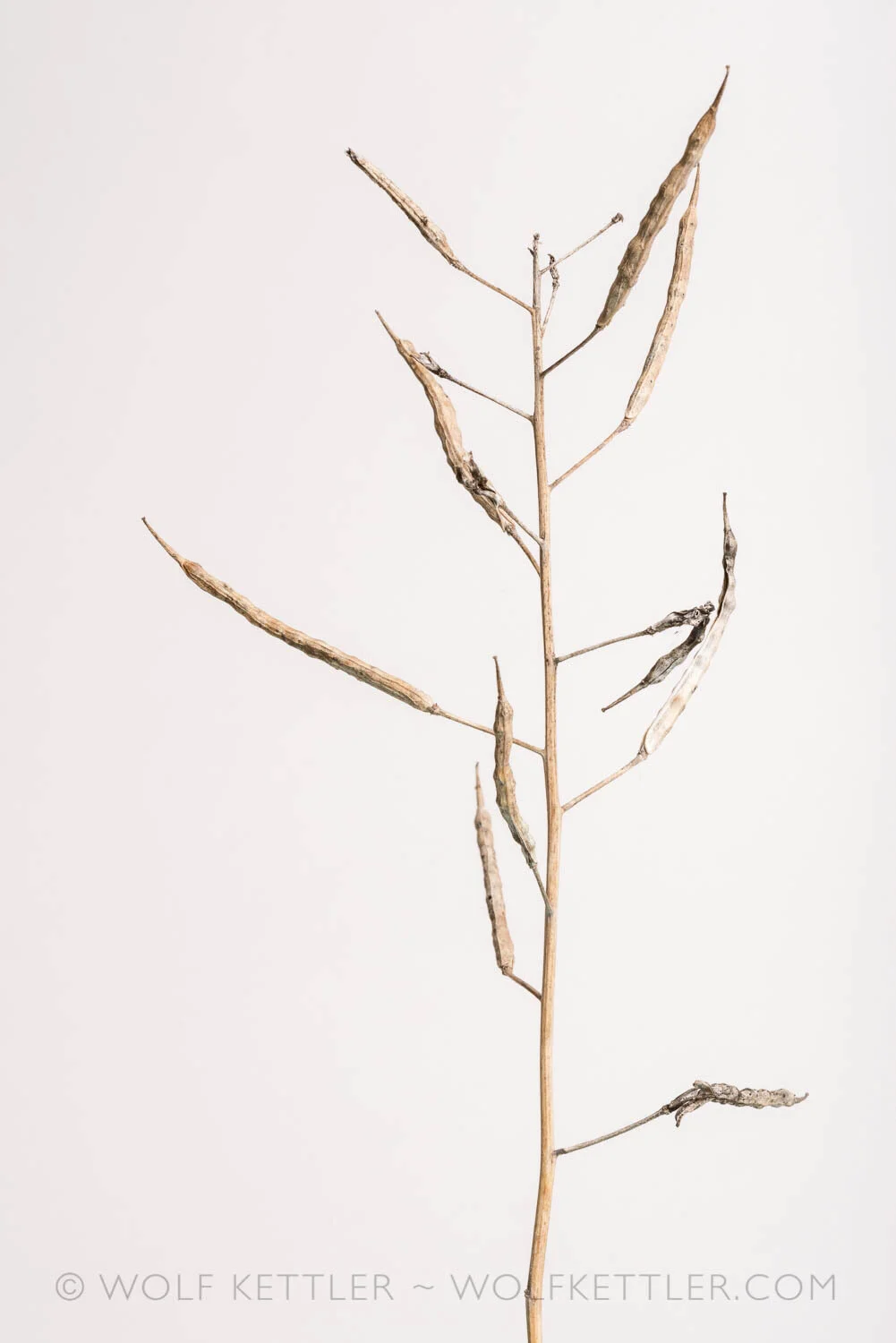 Seed Heads: Fine Art Botanical Prints | Wolf Kettler