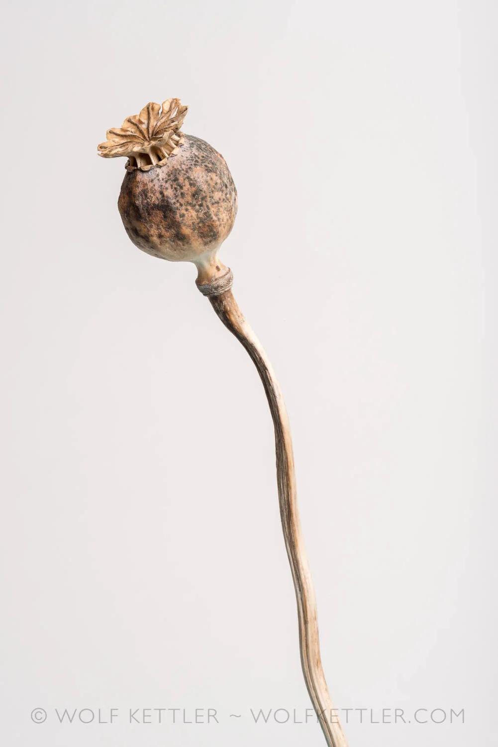 Seed Heads: Fine Art Botanical Prints | Wolf Kettler