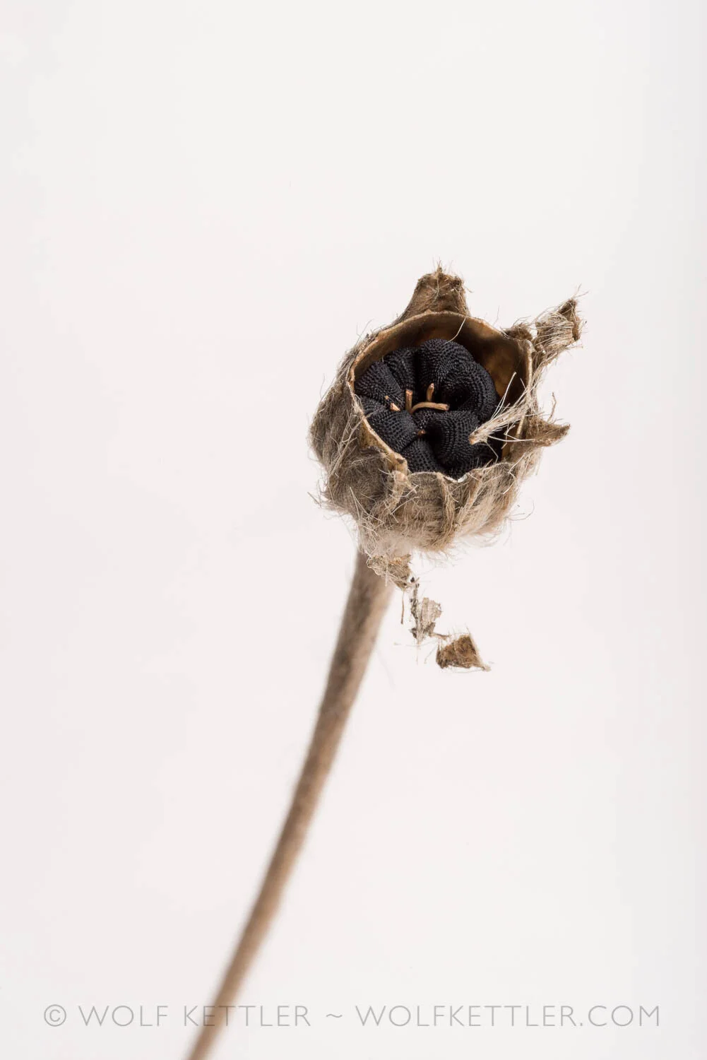 Seed Heads: Fine Art Botanical Prints | Wolf Kettler