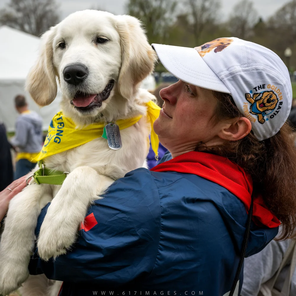 Hundreds of Golden Retrievers Gather in Boston Common to Honor Beloved ...