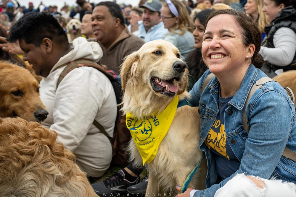 Hundreds of Golden Retrievers Gather in Boston Common to Honor Beloved ...