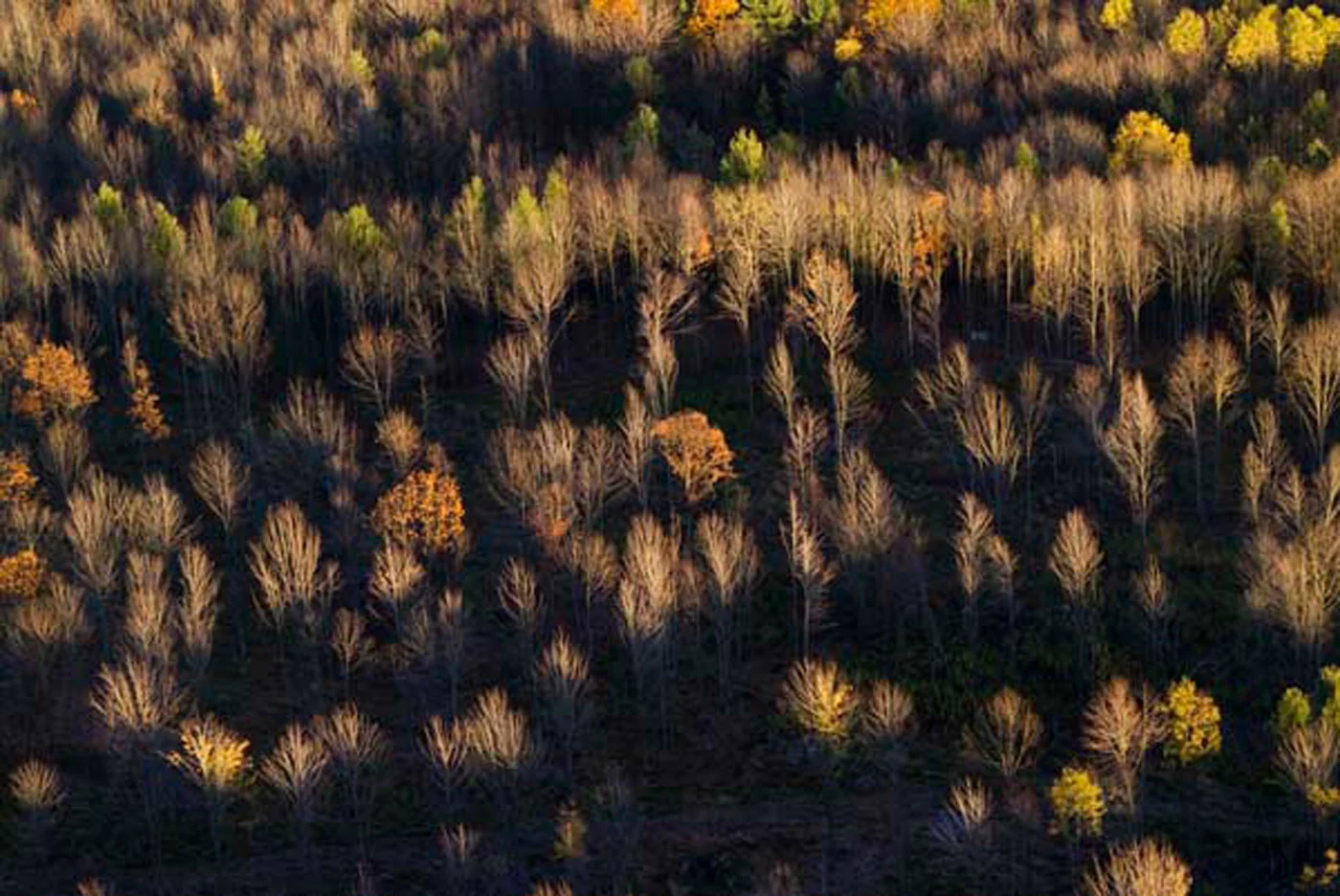 WILD TREES — John Griebsch