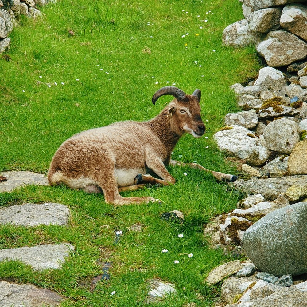 Edges — Hebridean Home and Croft