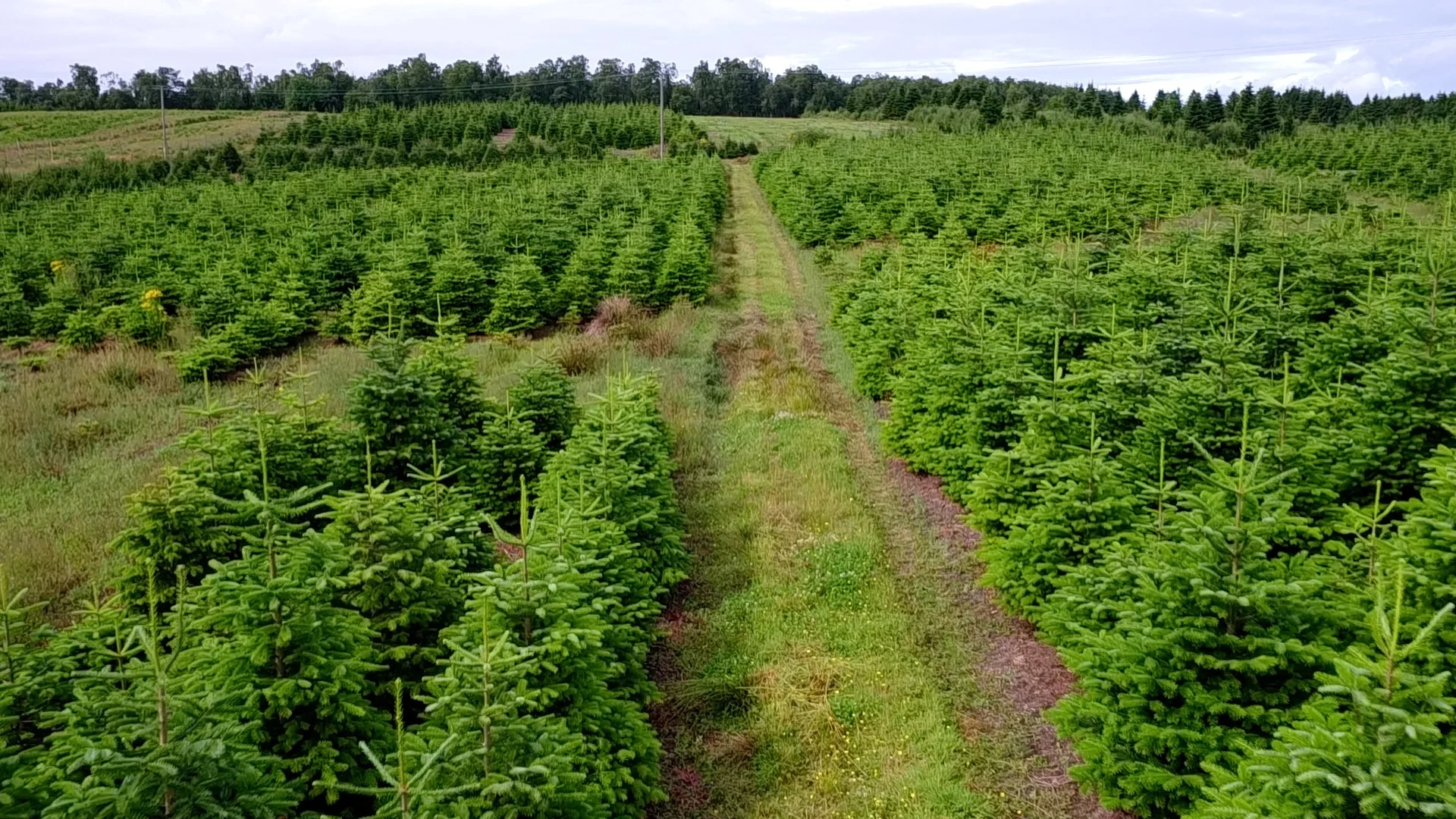 Duff Christmas Tree Farm