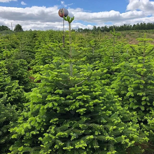 Retail — Duff Christmas Tree Farm