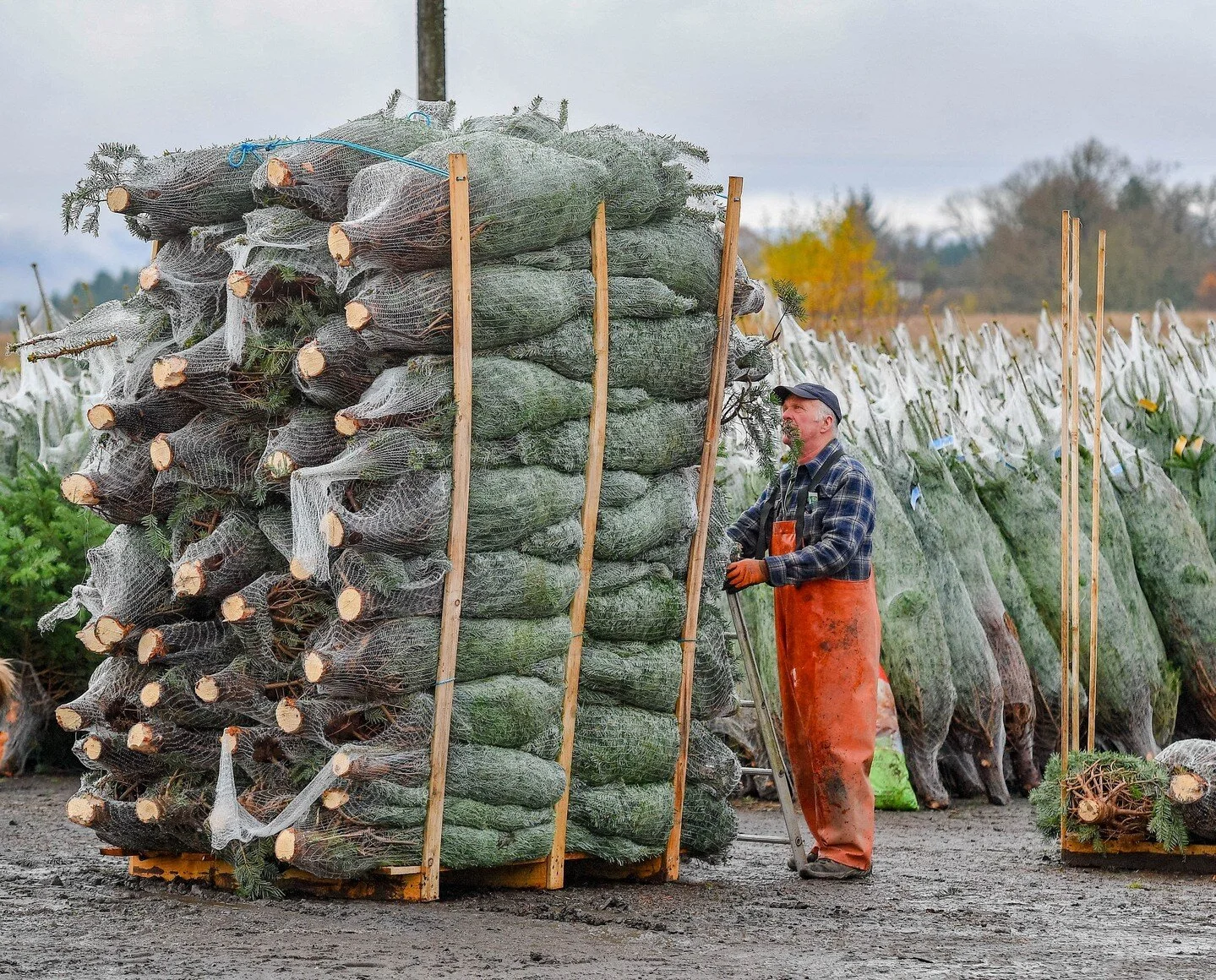 Cut your own Christmas Tree — Duff Christmas Tree Farm
